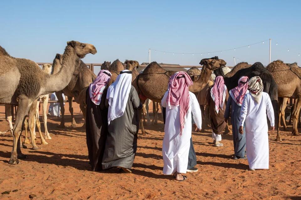 Camel pageant thrown into chaos after 20 competitors disqualified for ...
