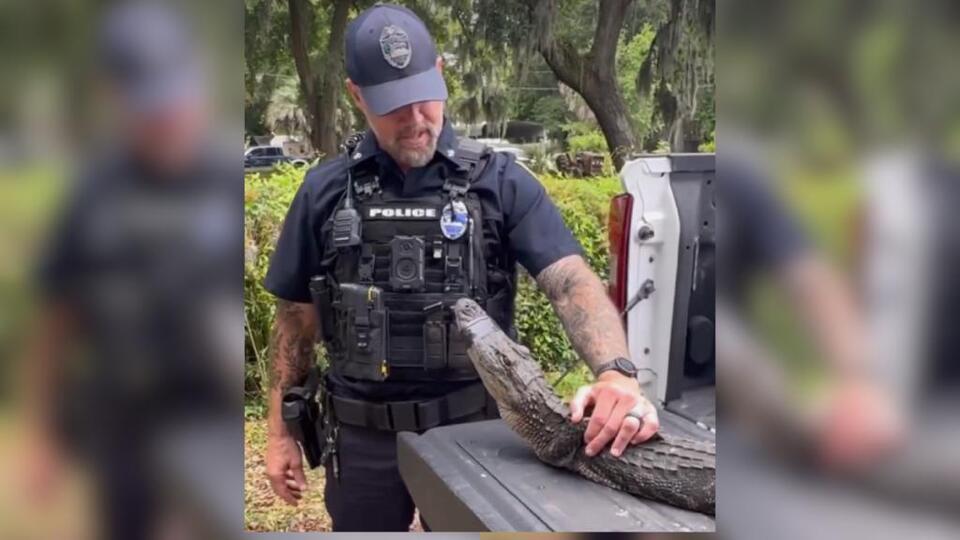 Florida Police Offer Some “Gator Aid” When A Nuisance Alligator ...