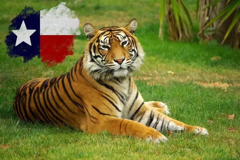 12 Exotic and Possibly Dangerous Animals You Can Legally Own In Texas ...