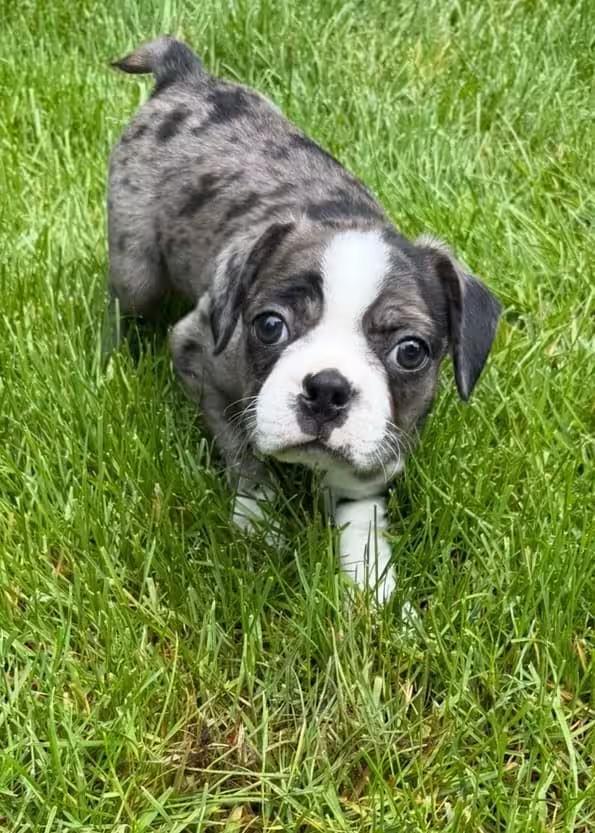 🐶 Playful Boston Terriers Ready for Adoption in Gwynedd Valley - NewsBreak