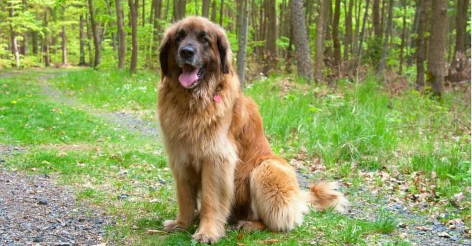 Leonberger Progression: Growth Chart, Milestones, and Training Tips ...