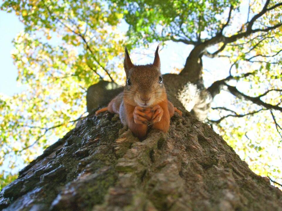 Washington vs. Oregon, The Squirrel Uprising Survival Odds - NewsBreak