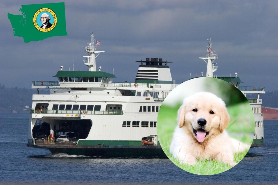 Washington State Ferries Pet Policy Change 2025 - NewsBreak