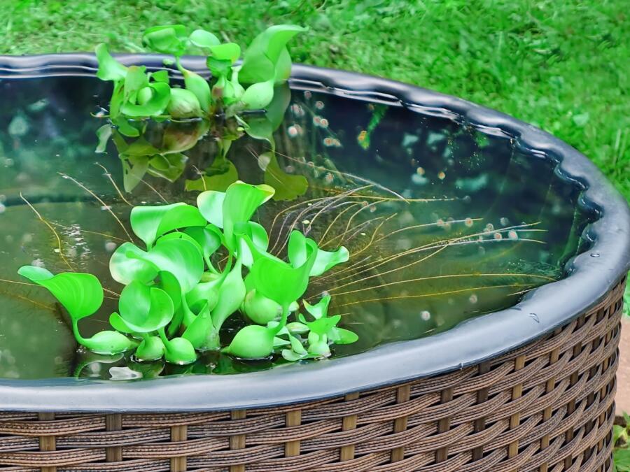 DIY Patio Pond Doubles As a Planter and It's Too Cute