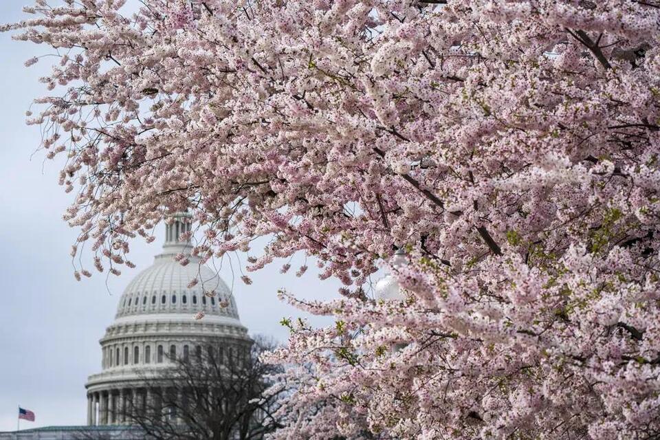 Care, ‘magic’ help DC’s cherry blossom trees defy age - NewsBreak