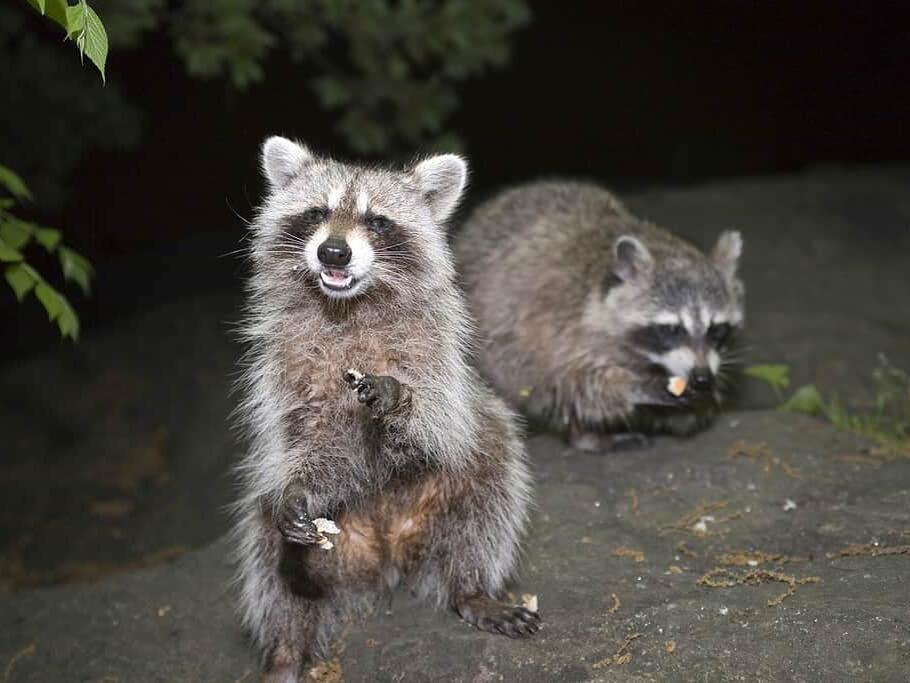 10 Sounds Raccoons Make and What Each Means