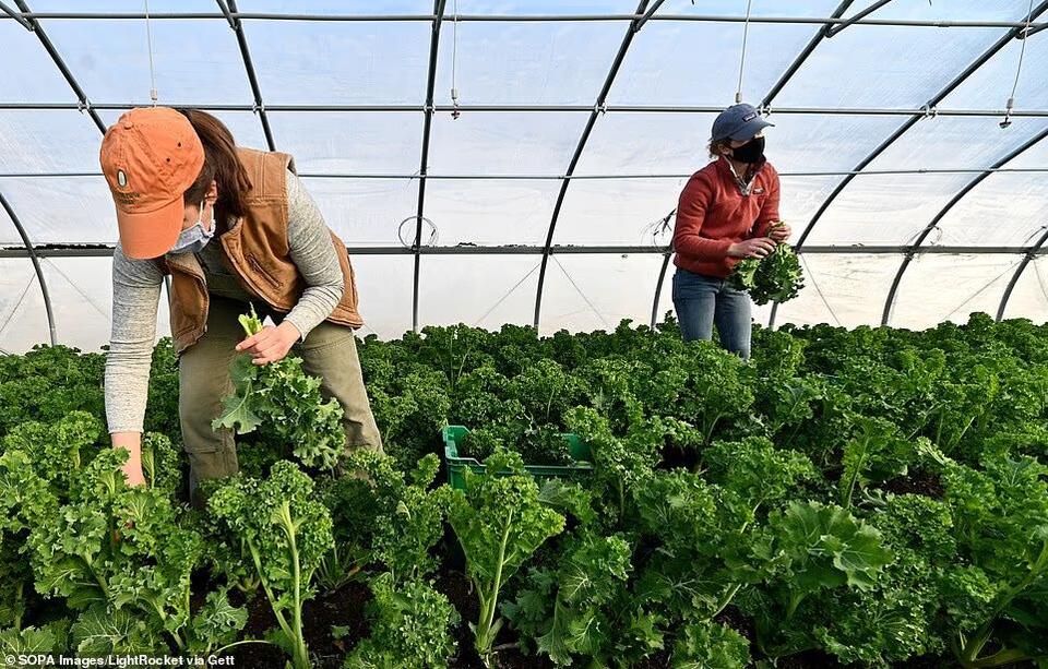 Map shows US states with highest use of harmful pesticides - NewsBreak