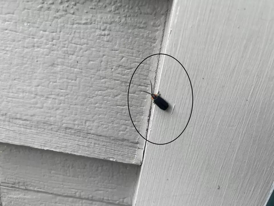 This Scary Looking Bug is Actually Beloved in Maine - NewsBreak