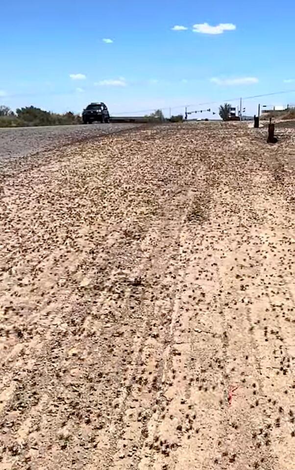 Swarms of Mormon crickets invade towns in the West - NewsBreak