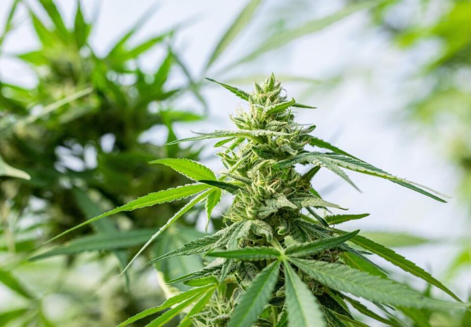 Cannabis use and mental health problems are rising together in Canada ...