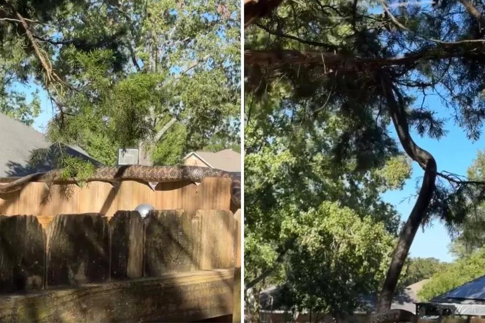 Jaw-Dropping: Gigantic Snake Spotted in East Texas Recently - NewsBreak