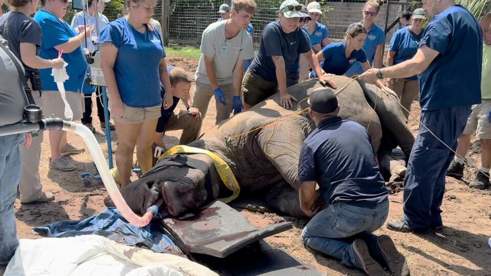 Archie the rhino recovering at zoo after tooth removal - NewsBreak
