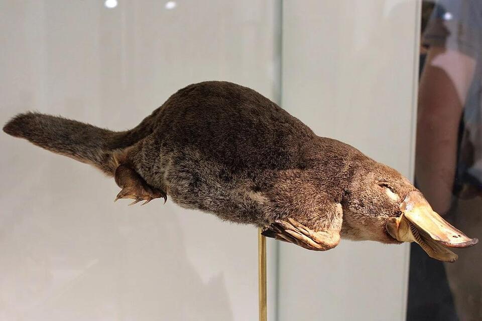 How Platypuses Challenge Everything We Know About Mammals - NewsBreak