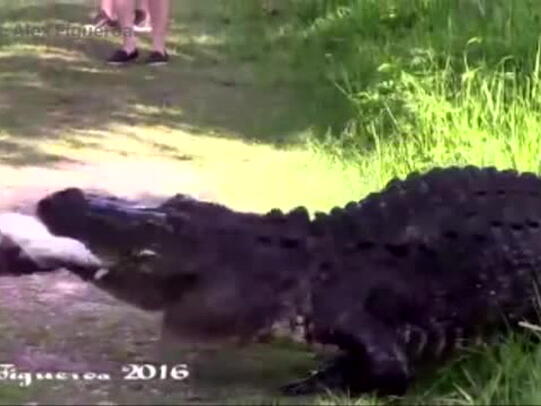 Florida fisherman has hand bitten off by 9ft alligator as he reels in fish