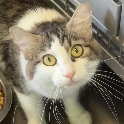 🐱 Sweet Cats Waiting for Adoption in Shawnee, Kansas - NewsBreak
