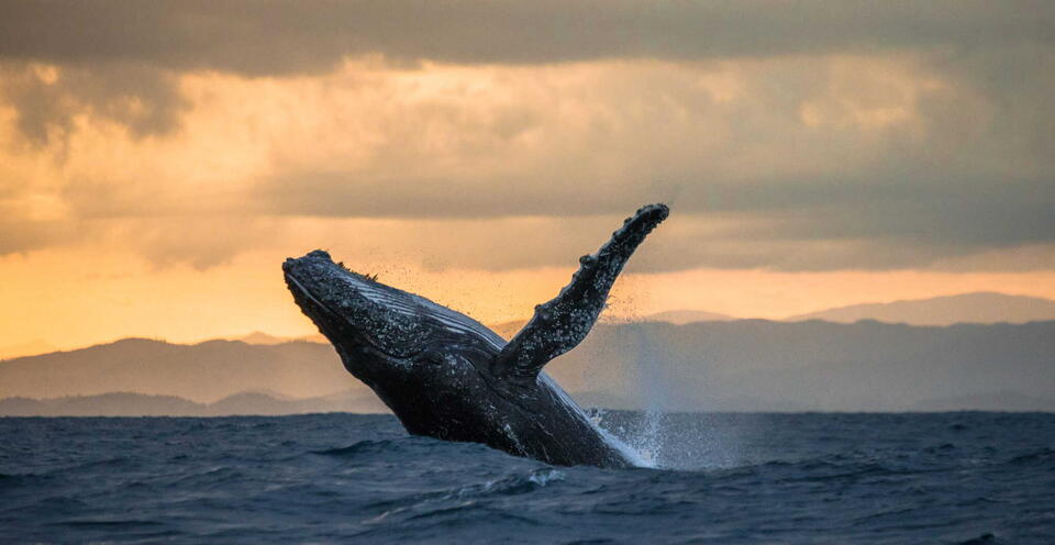 Humpback Whales - NewsBreak