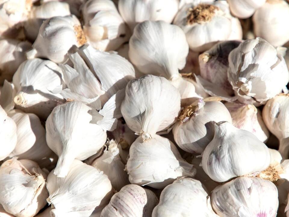 How to Plant, Grow, and Care for Montana Zemo Hardneck Garlic