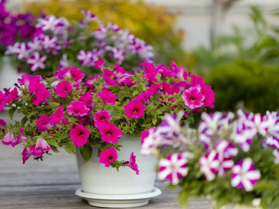 How to grow petunias in pots – expert tips for a spectacular container ...