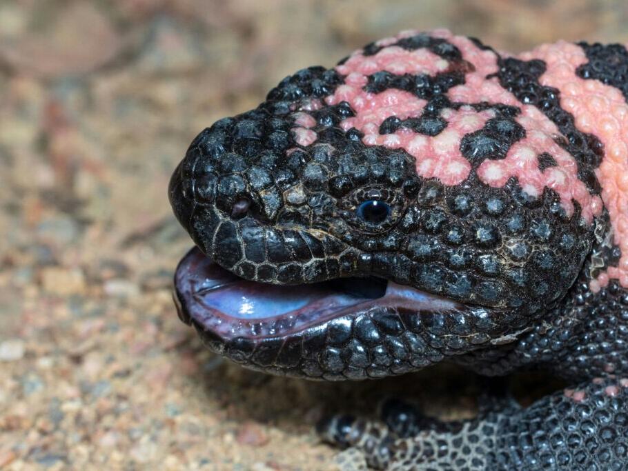 Fatal Gila Monster Bite: Colorado Man Succumbs to Venom from Illegal Pet