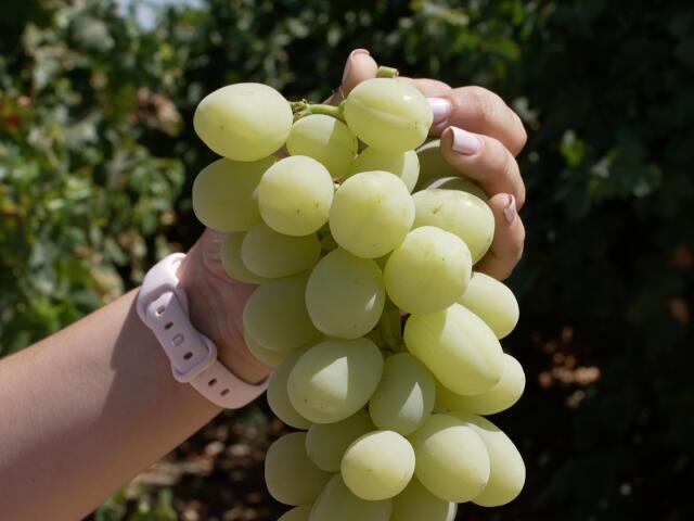 California Table Grape season ramping up for growers around Kern County