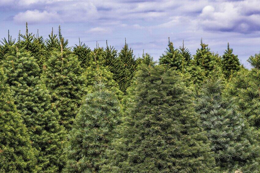 Goodyear announces tree disposal options - NewsBreak