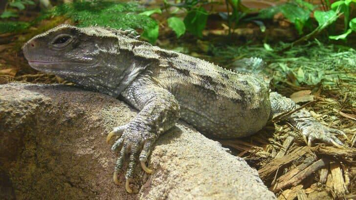 Tuataras The Last Survivors of an Ancient Reptilian Line - NewsBreak