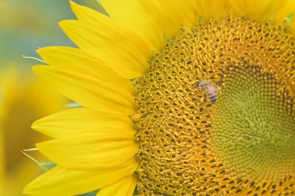 An autumn 2025 update: Here’s where to find sunflower fields in the ...
