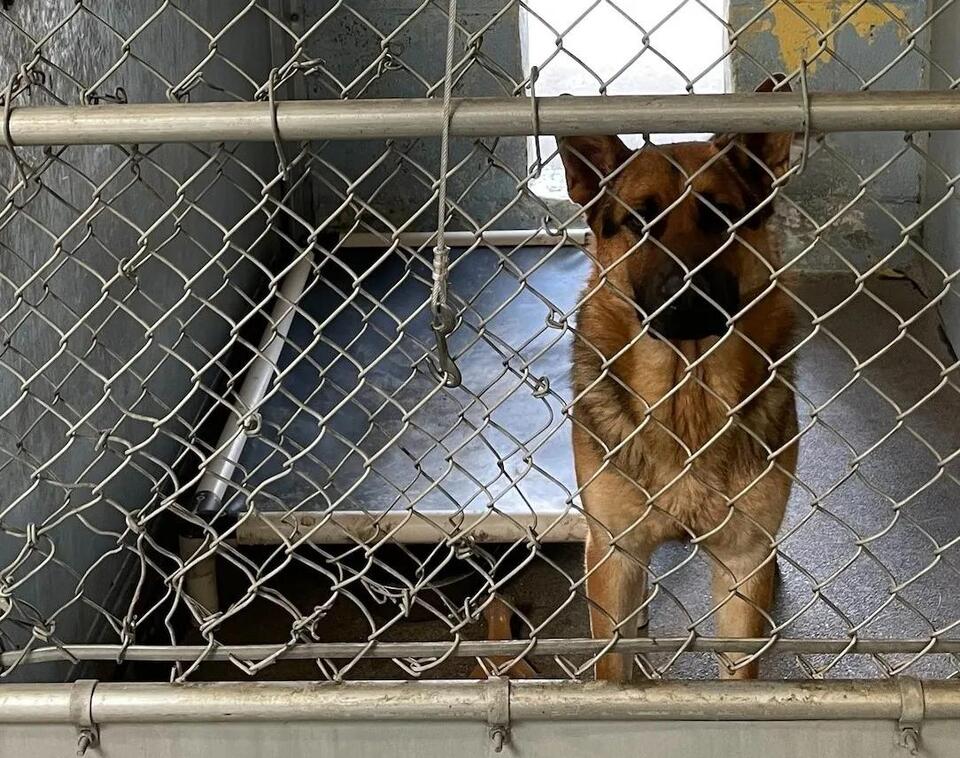 Stockton Animal Shelter closes for two weeks amid dog disease outbreak ...