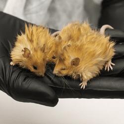 Colossal Creates “Woolly Mouse” In Step Towards De-Extincting The ...