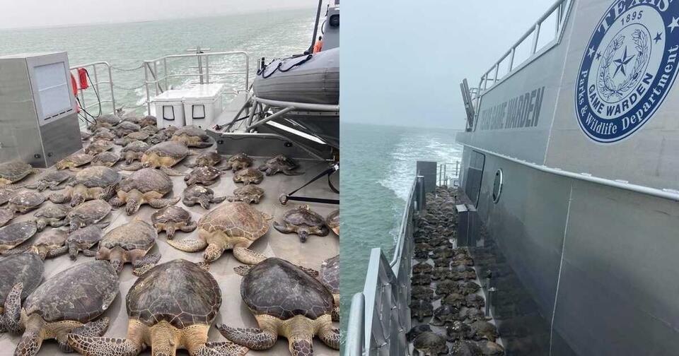 Thousands Of Cold-Stunned Sea Turtles Are Being Rescued From Frigid Waters In Texas - NewsBreak