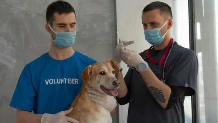 13 Organizations Fighting to End Animal Testing - NewsBreak