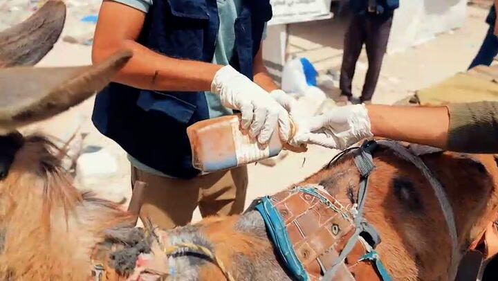 Donkey ‘ambulances’ in Gaza suffer horrific hunger, shrapnel wounds and ...