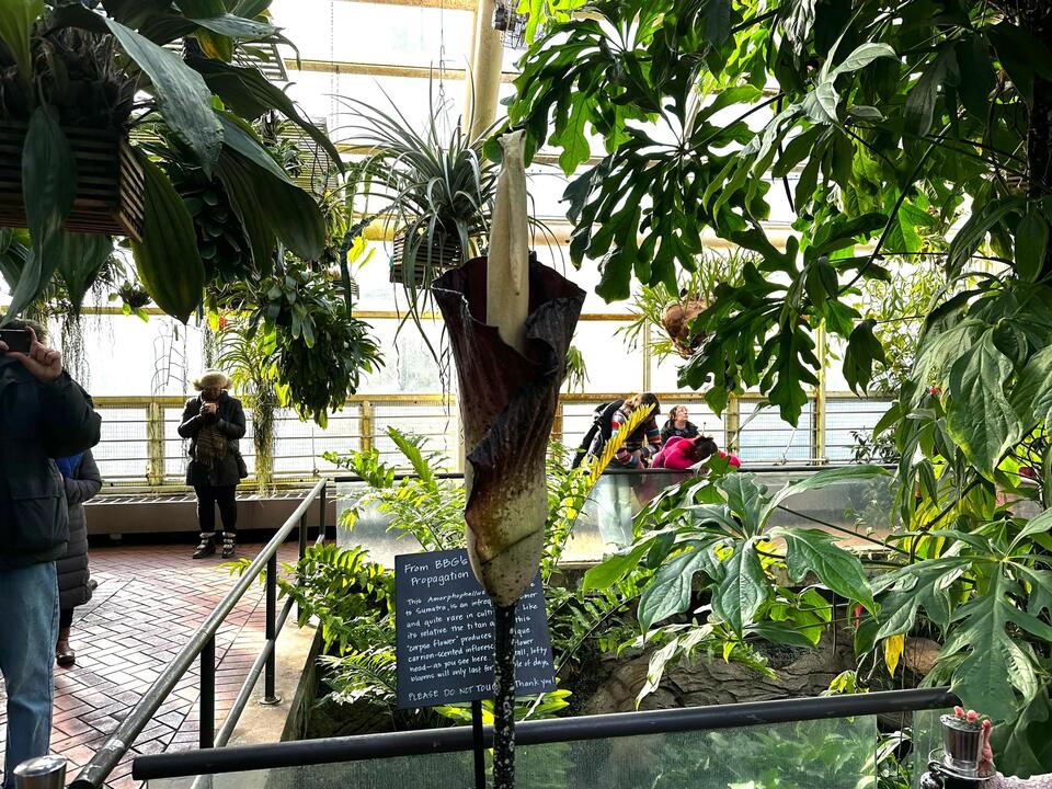 Worth the wait: Rare, stinky ‘corpse flower’ draws crowds at Brooklyn ...