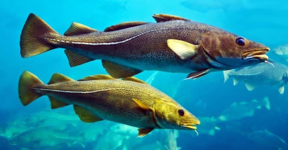 14 Types of Cod Fish Ranked by Size - NewsBreak