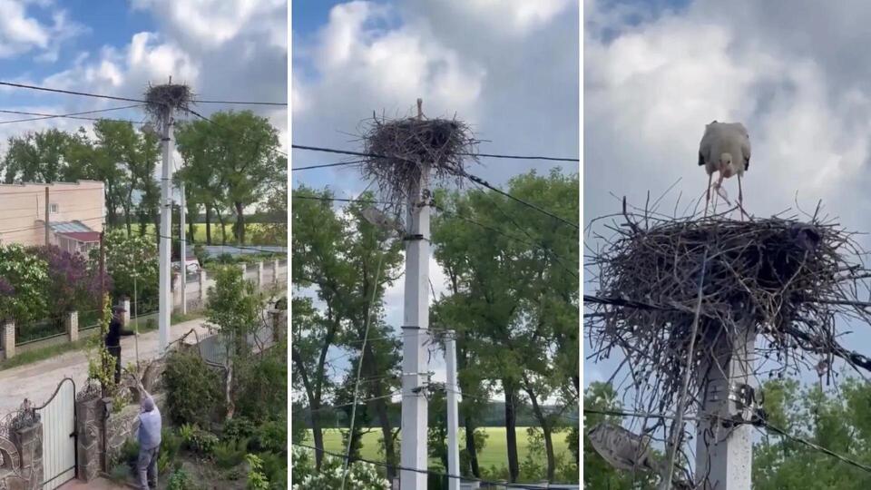 Residents step in to feed female stork after mate dies during nesting ...