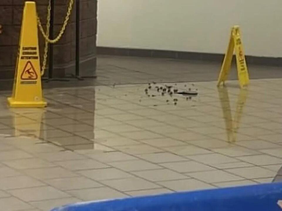 Toilet blockage prompts safety protocol at Americas High School ...