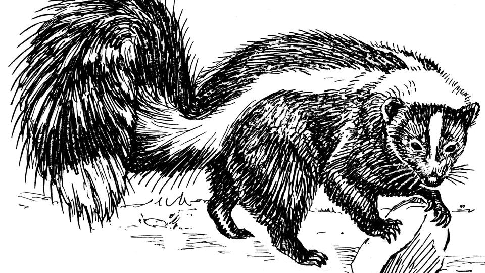 Why Do Southerners Call A Skunk A Polecat? - NewsBreak