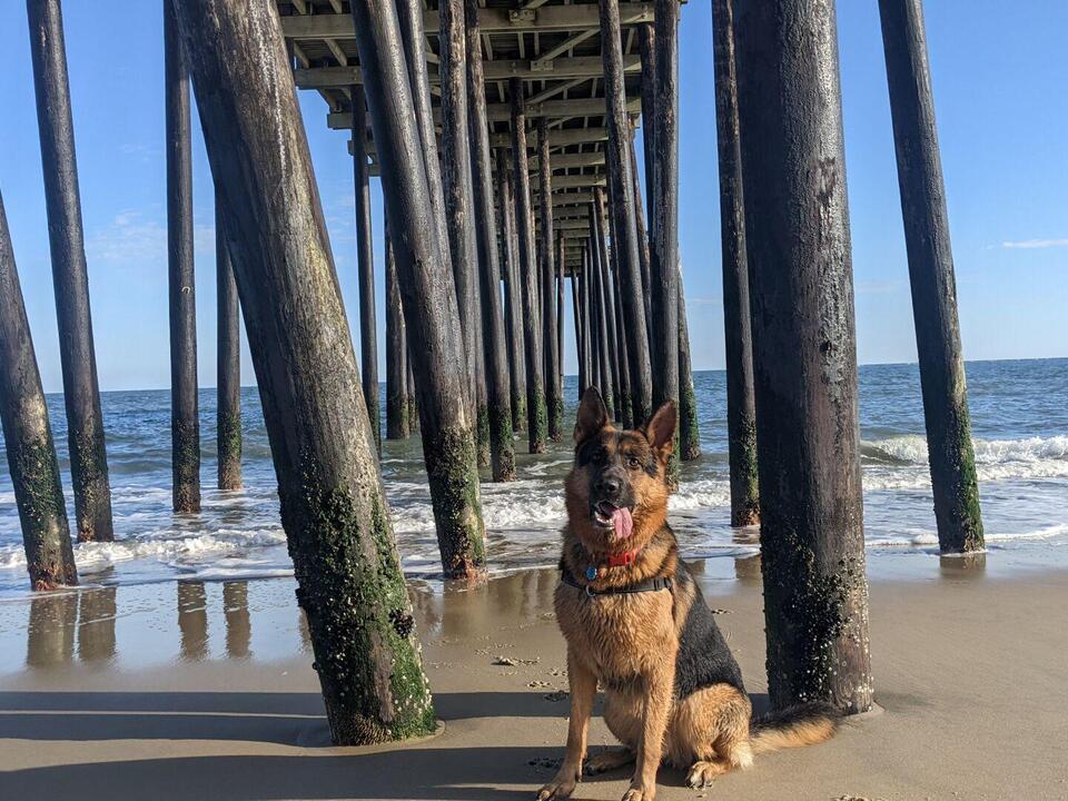 Dogs Allowed Back on Boardwalks and Beaches in Ocean City and Rehoboth ...
