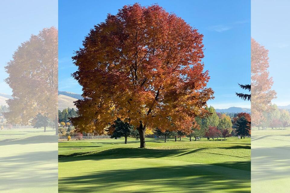 Old Farmer’s Almanac Reveals Montana’s 2025 Peak Fall Colors - NewsBreak
