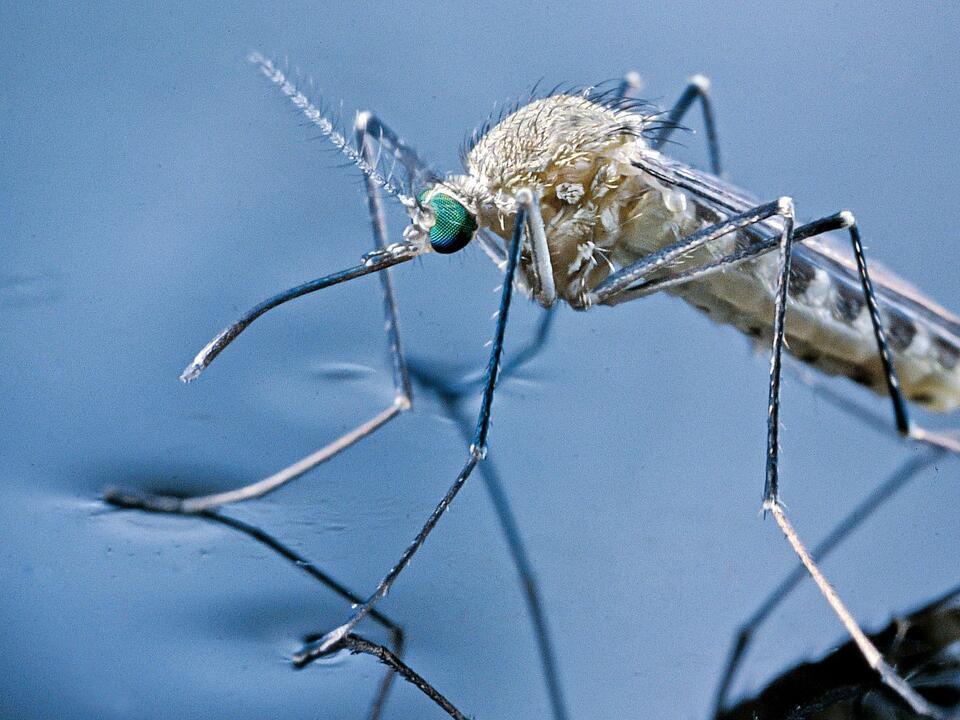 Dengue fever cases rise globally, new cases found in Florida