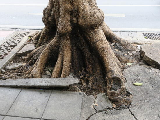 Homeowners Remove Giant Tree Root Growing Towards Their Foundation