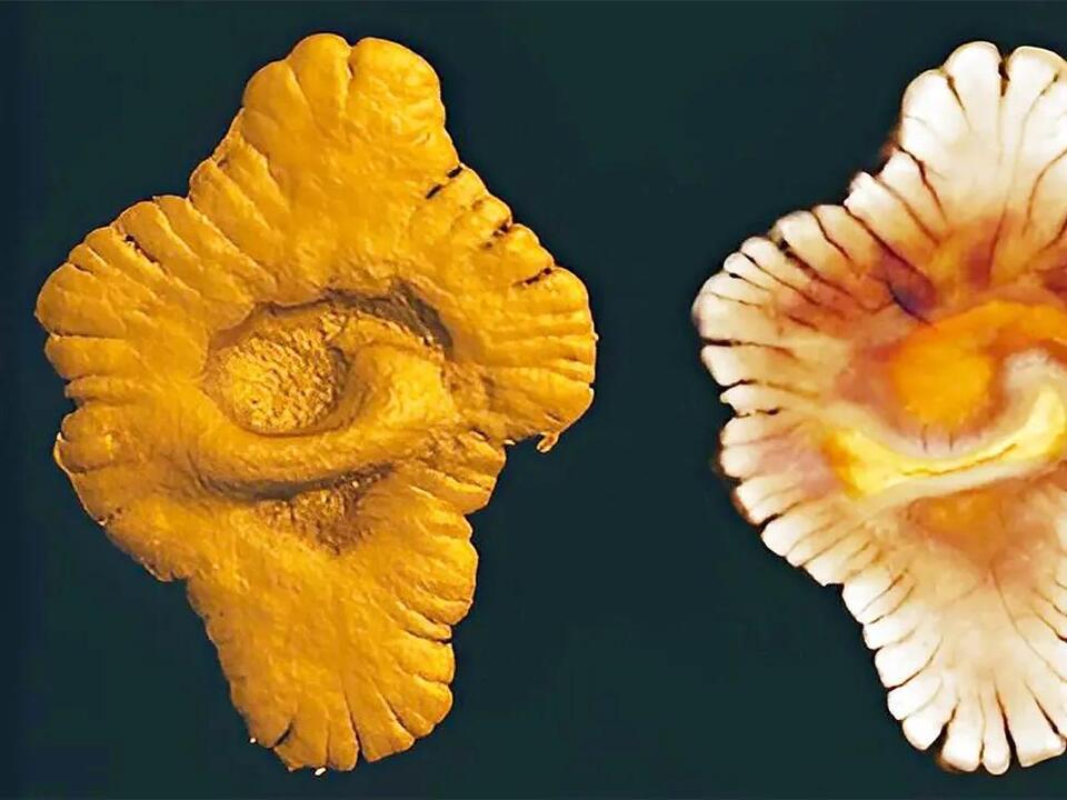 Complex life emerged 1.5 billion years earlier than we thought