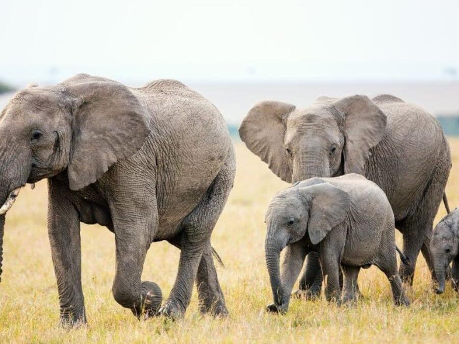 19 Great Facts About Animals In Africa
