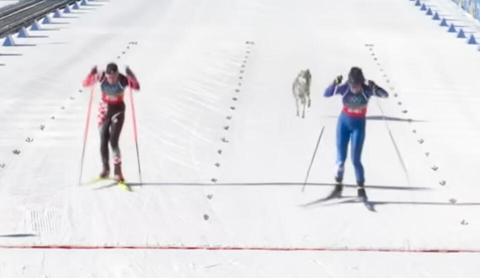Dog Crashes Olympic Ski Race, Crosses Finish Line - NewsBreak