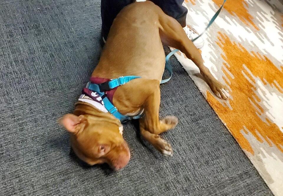 Why Jager The Dog Stands Out At The Humane Society of Western MT ...