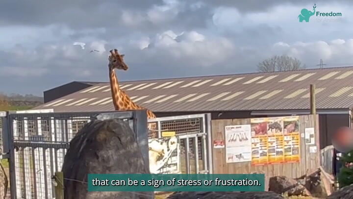 Animals at troubled zoo go missing, die or suffer cold and disease ...