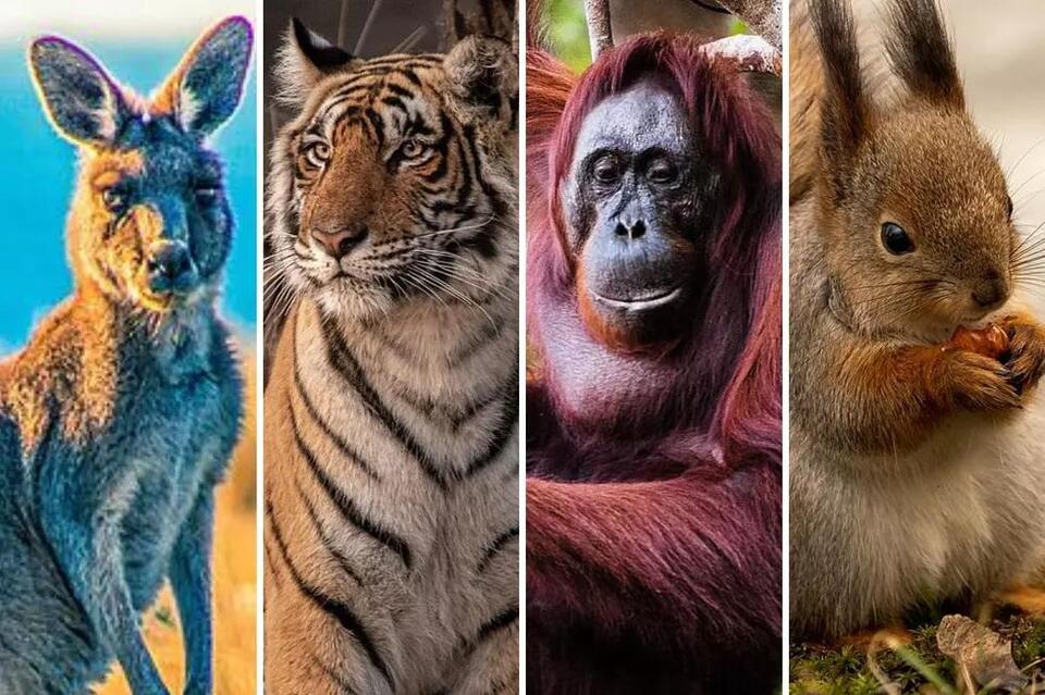 Dangerous, Exotic Animals You Can Now Legally Own in Texas - NewsBreak