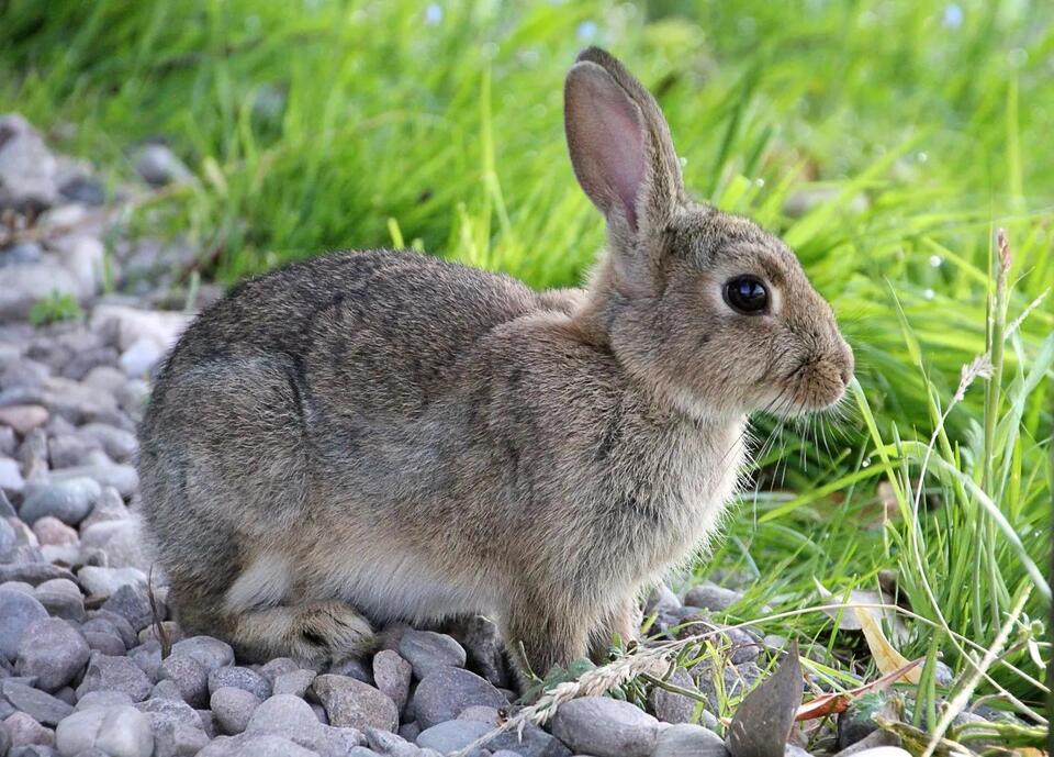 4 Rabbits in Western Washington: Complete Identification Guide - NewsBreak