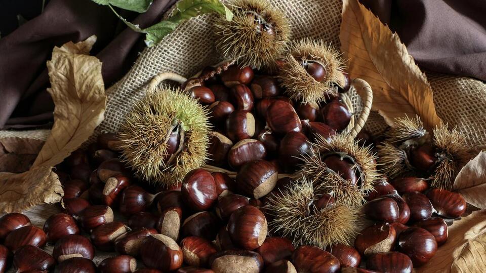 Why Chestnuts Grow Better in Michigan Than Any Other State - NewsBreak
