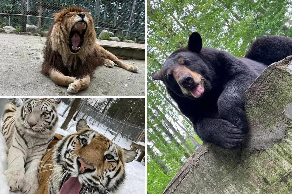 Lions, Tigers, and Bears, Oh My! Maine’s DEW Haven Ready to Open Its ...